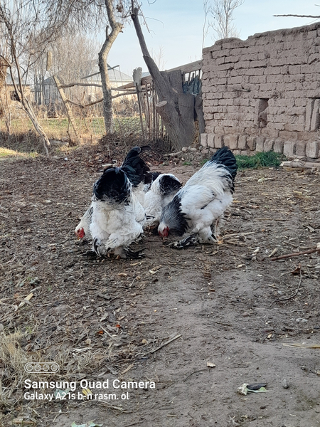 Brama xurozlari qoni toza