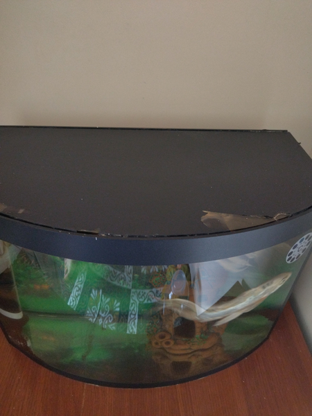 Akvarium baliqlari bilan
