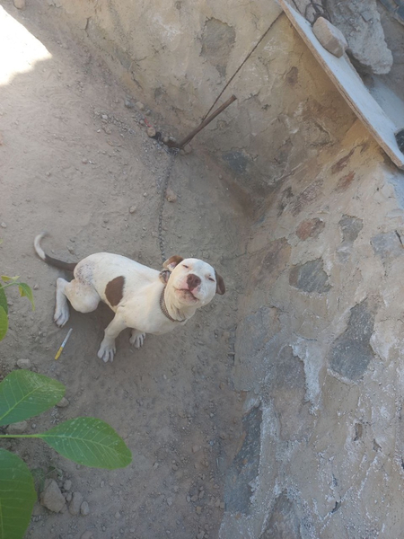 pitbulcha sotiladi