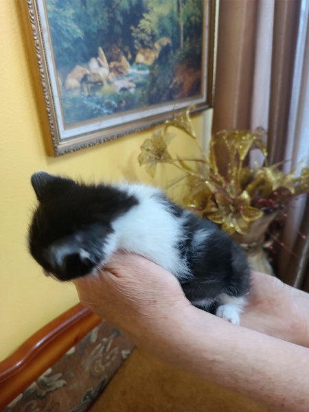 Отдам котёнка в добрый руки