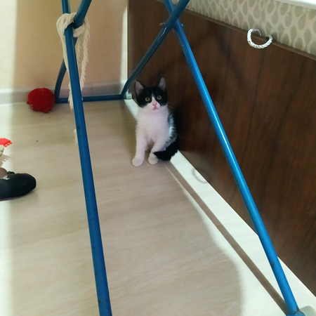Отдам котика ответственным лицам
