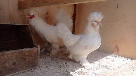 Yaponlar sotiladi