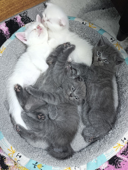 Продаются котята породы скоттиш страйт, скоттиш фолд!