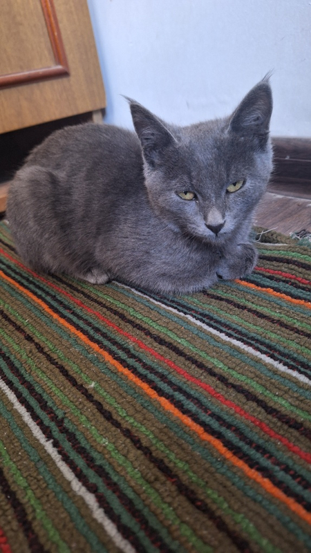 Mushuk Russian blu zotli