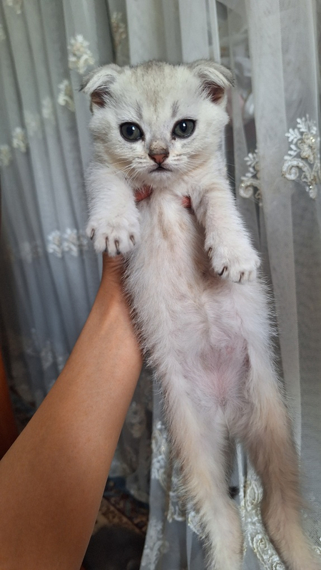 Британская Шиншилла