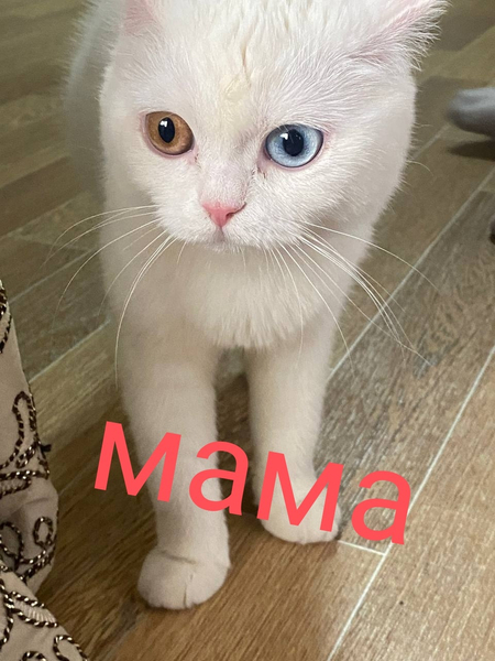 Котики продается