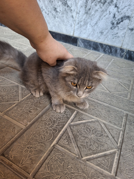 Британский кошка 4 ойлик