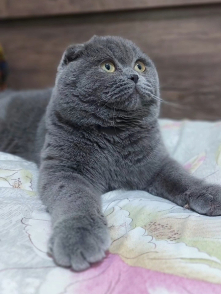 На вязку привозной Скоттиш фолд