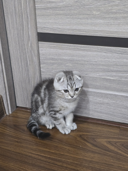Juda chiroyli tigr skotw fold