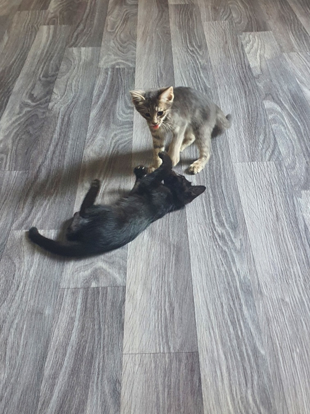 Отдам добрые руки