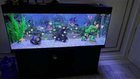 Akvarium xizmat kõrsatish va tozalash