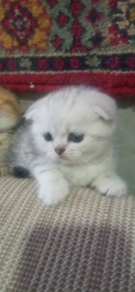Котята. По. 200уе