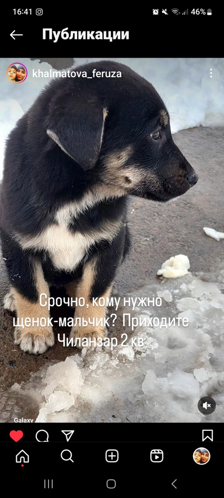 Собака, щенок-мальчик