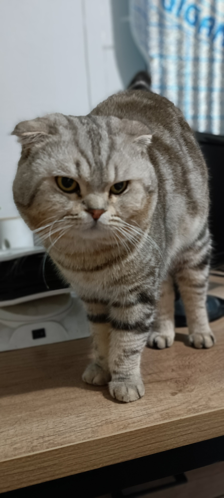 ВЯЗКА ! КОТ НА ВЯЗКУ шотландский Фолд