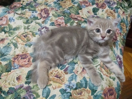 Породистый Котенок 2 месяца