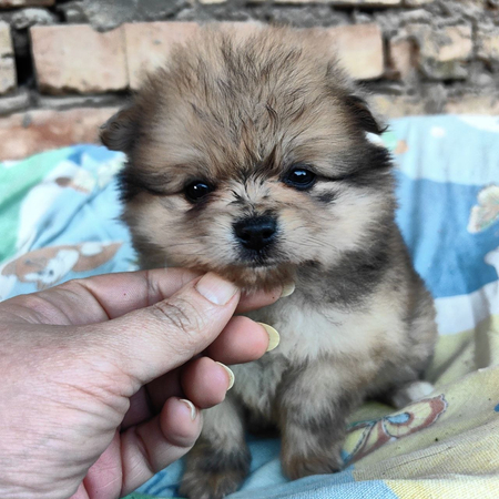 Щенок померанский шприц, девочка.