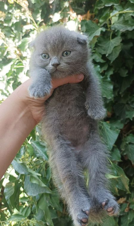 Чистокровные Шотландские вислоухие котята