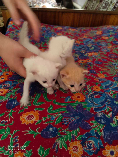 Милые котята обычной породы