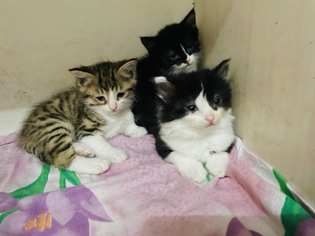 Продам котят в хорошие руки