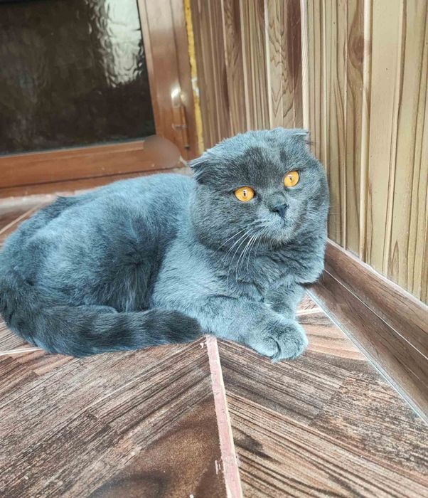 Продаётся шотландский вислоухий кот