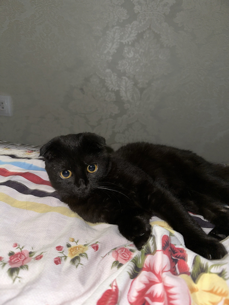 Шадланский шкотч 3 ойлик