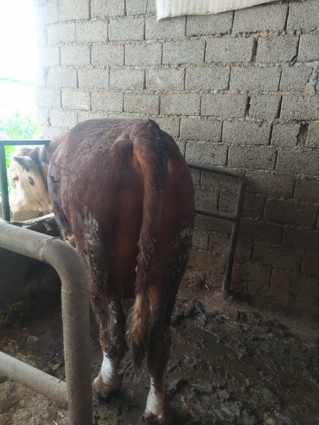 5 bosh buqalar semiz, soyilishga tayyor