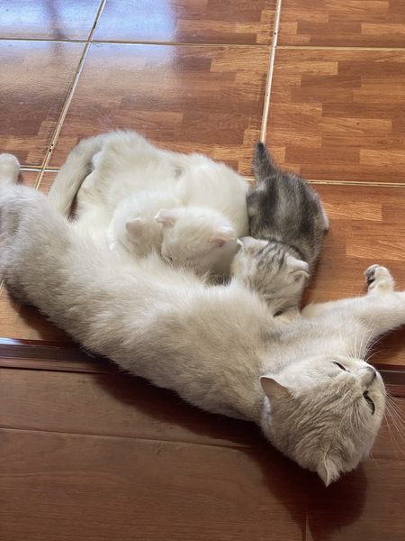 Котята Скотиш фолд