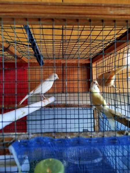 Канарейка. Прадаёотца. Продам.