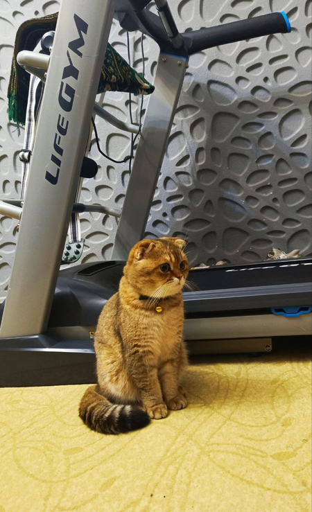 Вязка кота Золотая шиншилла.