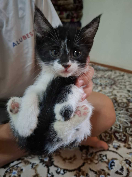 Отдам котят бесплатно