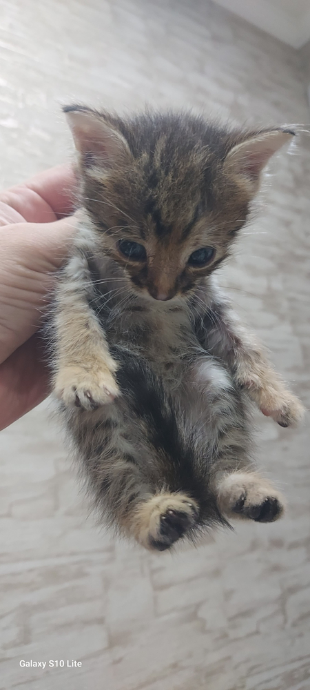 Отдам в хорошие руки котенка.