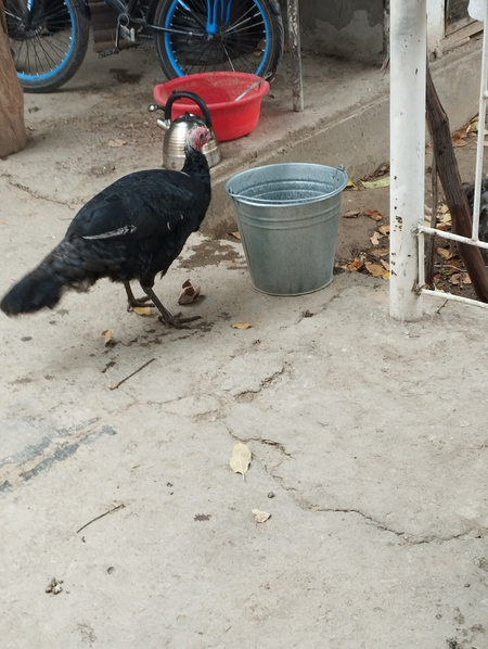 Induk. sotiladi!!!