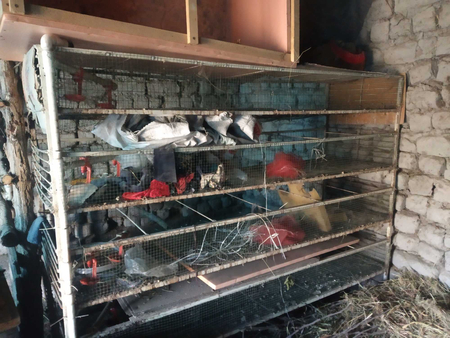 Bedana uchun katak yani kletka sotiladi 500 ta bedanaga moljalangan