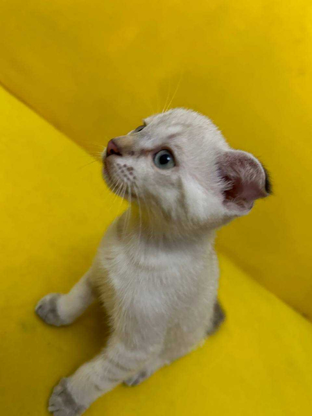 Котенок голубоглазый