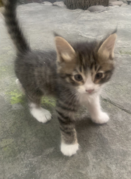Отдам котят в добрые руки