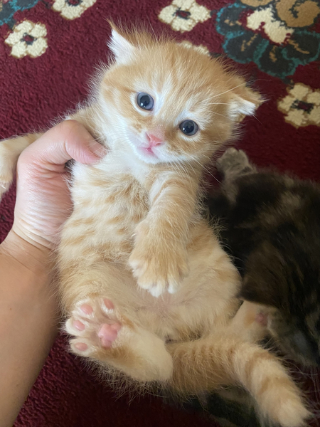 Скотиш фолд и страйт