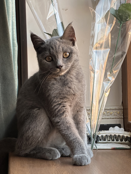 Скоттиш страйт