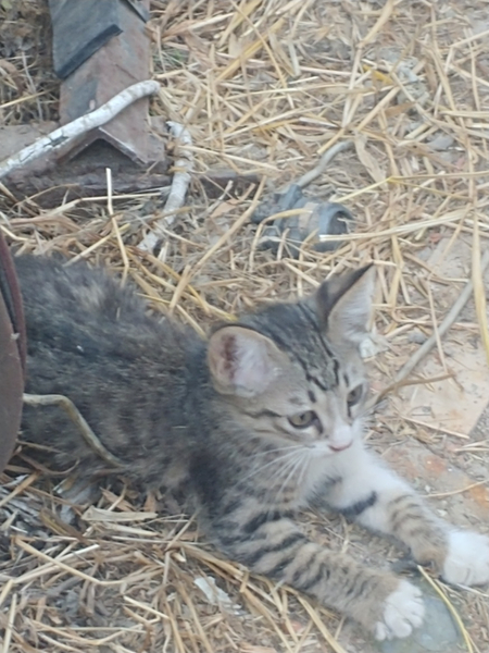 Отдам в добрые руки котят