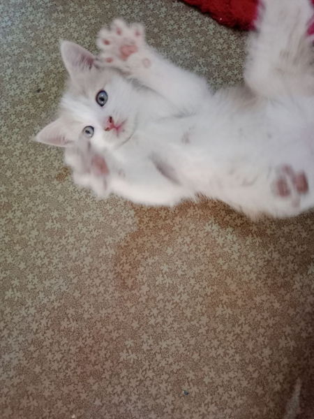 Продается котик