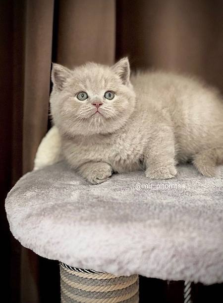 Шотландский котенок