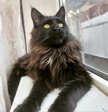 Кот на вязку мейнкун