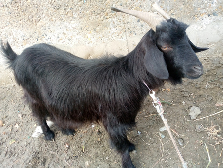 Uloqlar sotiladi