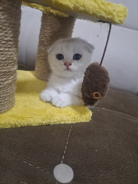 Британиский Фолд мушукчам
