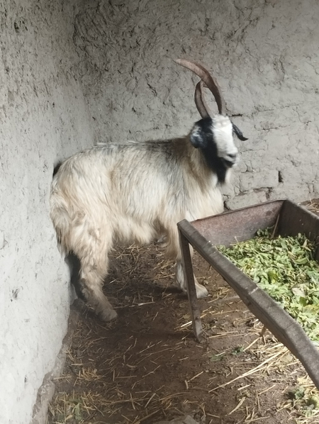 Echki sotiladi sarka