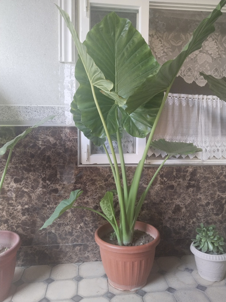 Dekorativ xona gullari