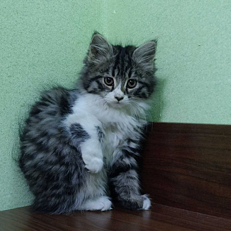 Продаем котенка. Сибирская!