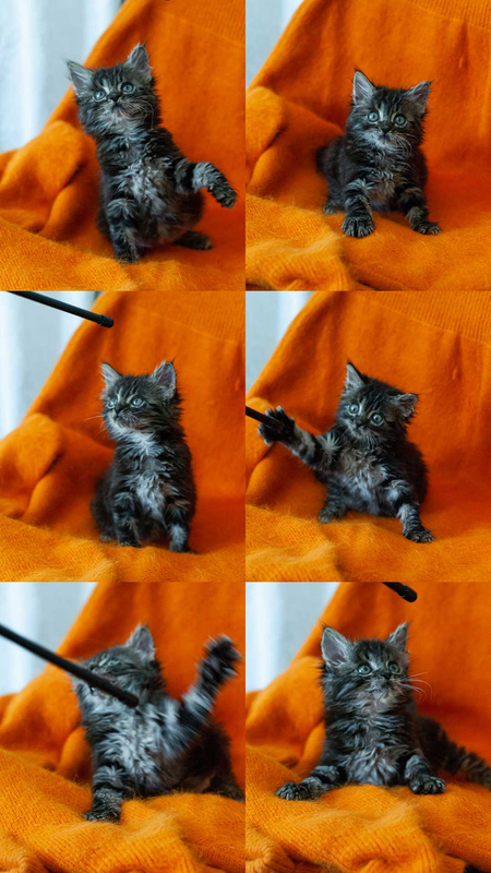 котенок 2 месяца мальчик