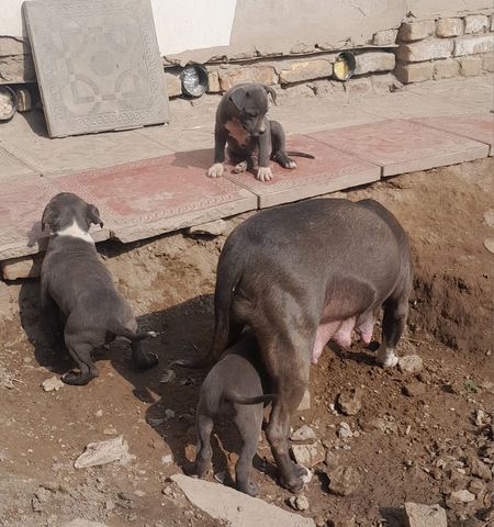 Staffer sotiladi sutdan chiqgon 4 dona