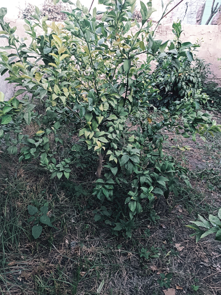 Limon daraxtlar sotiladi