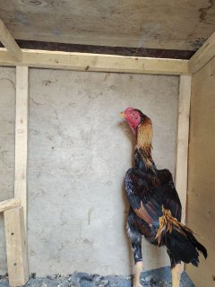 Dakan xoʻroz va toʻvuq